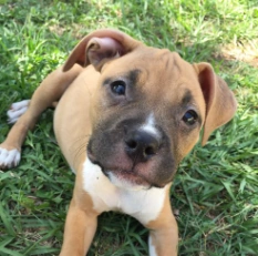 Frannie (dog) | The World Inside My Head Wiki | Fandom