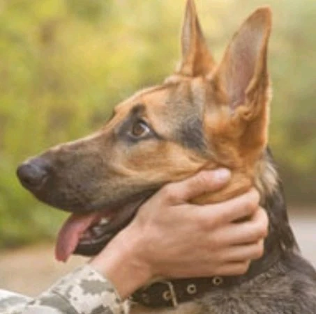 Ace (dog) | The World Inside My Head Wiki | Fandom