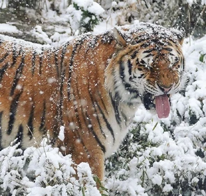 George (tiger) | The World Inside My Head Wiki | Fandom