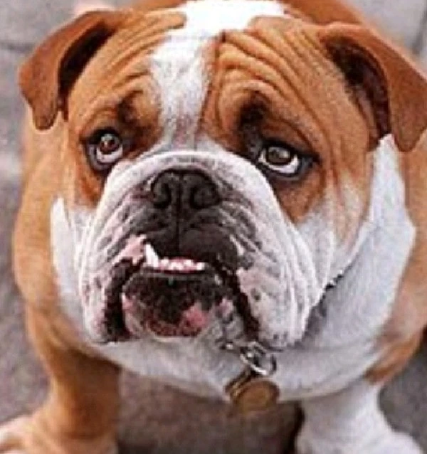 Sammy (dog) | The World Inside My Head Wiki | Fandom