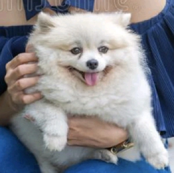 Darling (dog) | The World Inside My Head Wiki | Fandom