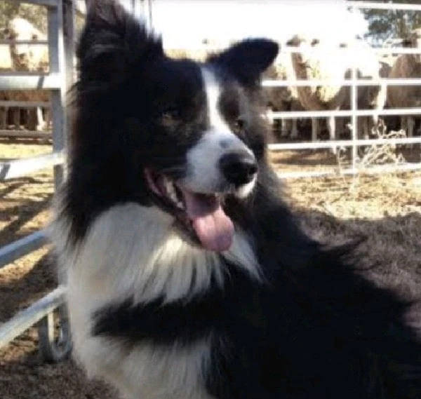 Millie (dog) | The World Inside My Head Wiki | Fandom