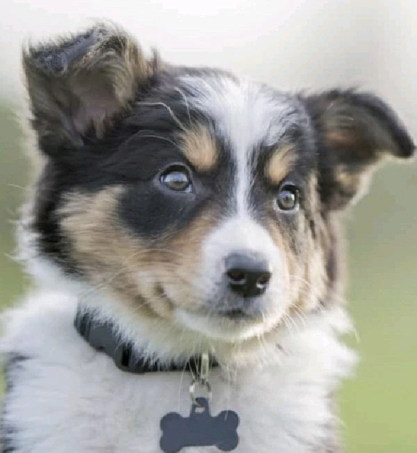 Mitzi (dog) | The World Inside My Head Wiki | Fandom