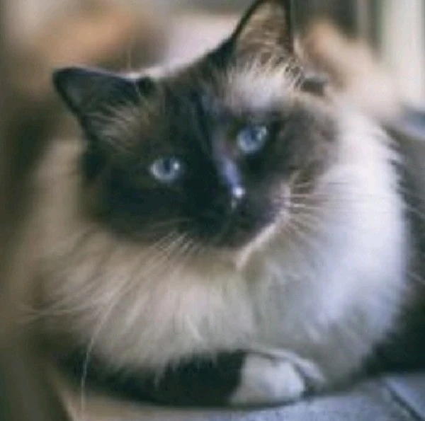 Xena (cat) | The World Inside My Head Wiki | Fandom