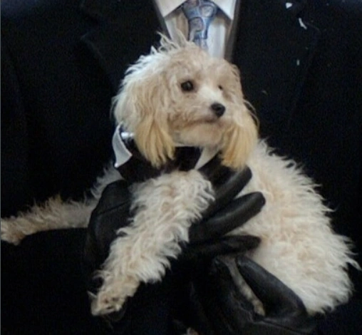 Chappy (dog) | The World Inside My Head Wiki | Fandom
