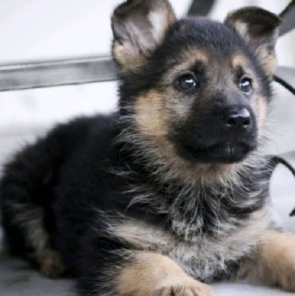 Roxy (dog) | The World Inside My Head Wiki | Fandom