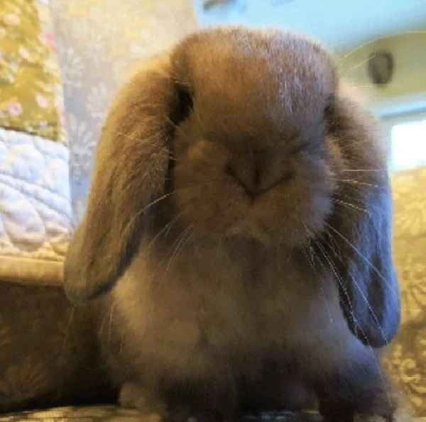 Annie (rabbit) | The World Inside My Head Wiki | Fandom