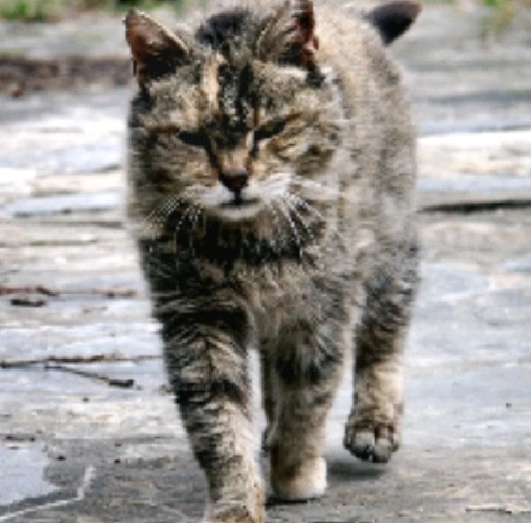 Gunther (cat) | The World Inside My Head Wiki | Fandom