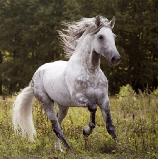 Phantom (horse) | The World Inside My Head Wiki | Fandom