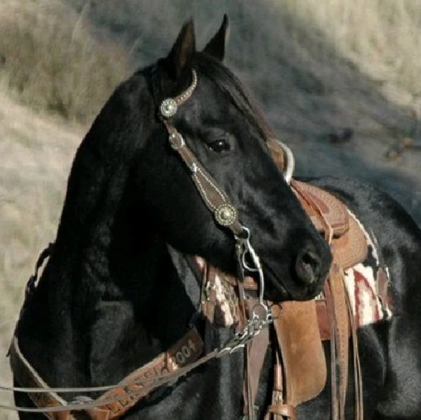 Obsidian (horse) | The World Inside My Head Wiki | Fandom