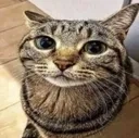 User blog:AlexRoblox2843/Test | The World of Caton Wiki | Fandom
