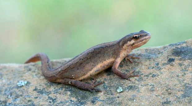 Common Newt | The World of Gaia Wiki | Fandom