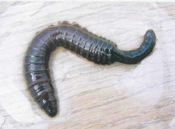 Lugworm | The World of Gaia Wiki | Fandom
