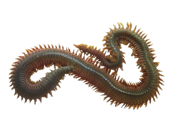 Ragworm | The World of Gaia Wiki | Fandom