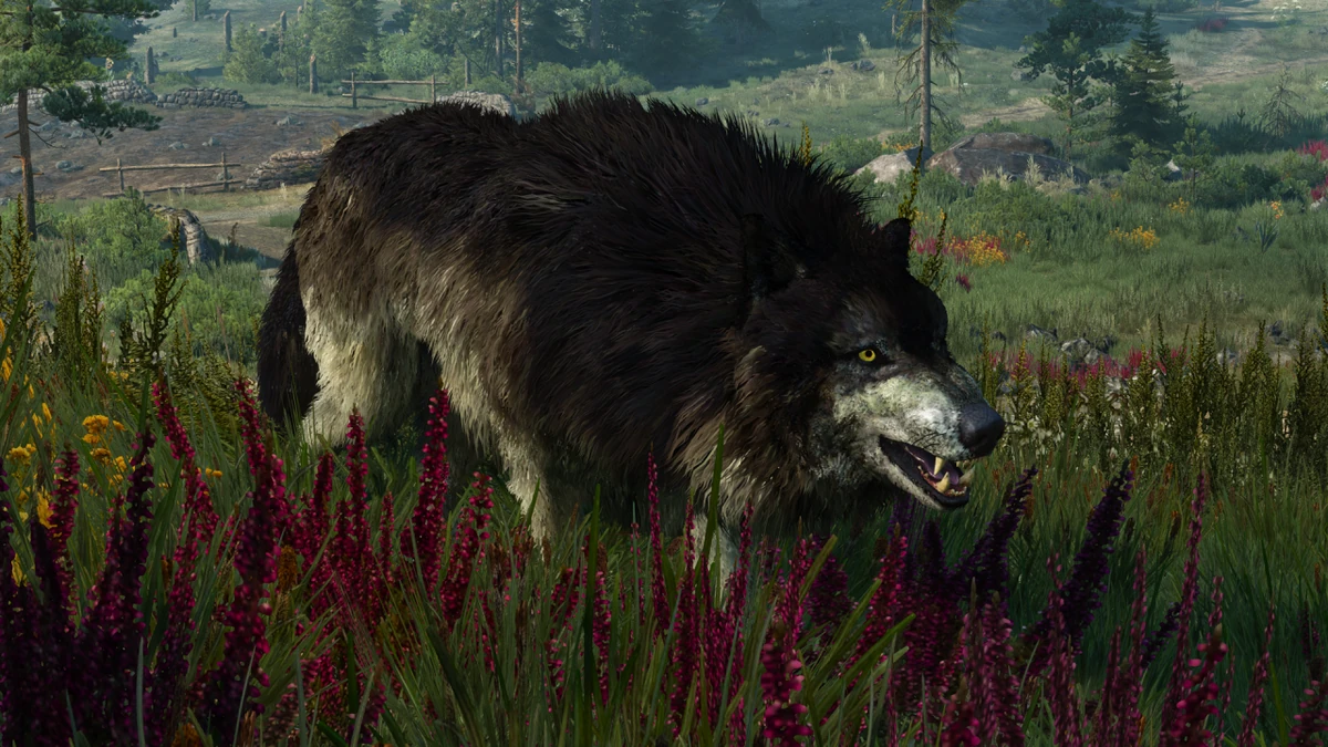 Wargs (Witcher) | The Worlds of the Monsters Wiki | Fandom