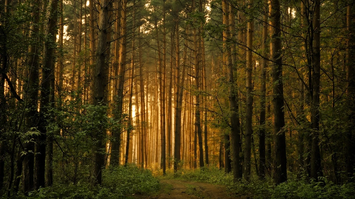 Forest | Marvel Universe Role-Play Wiki | Fandom