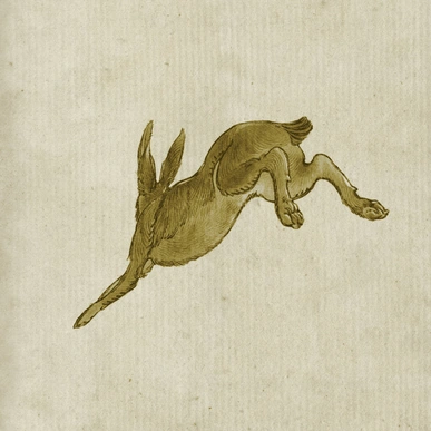 Harpy Hare | The Yaelokre Wiki | Fandom