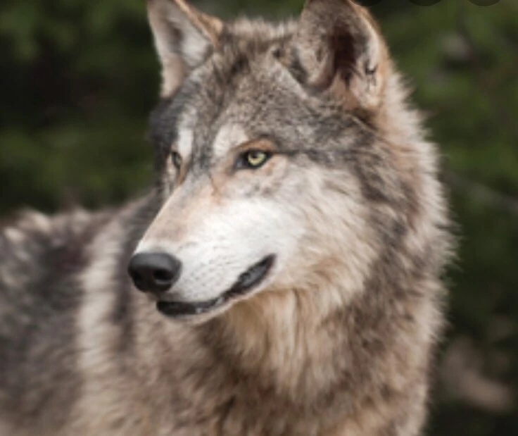Reinhardt | The Aspenians (Wolfquest) Wiki | Fandom