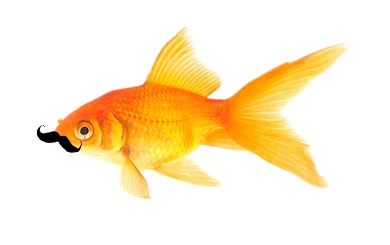 Jim G. Goldfish | The Codpast Podcast Wiki | Fandom