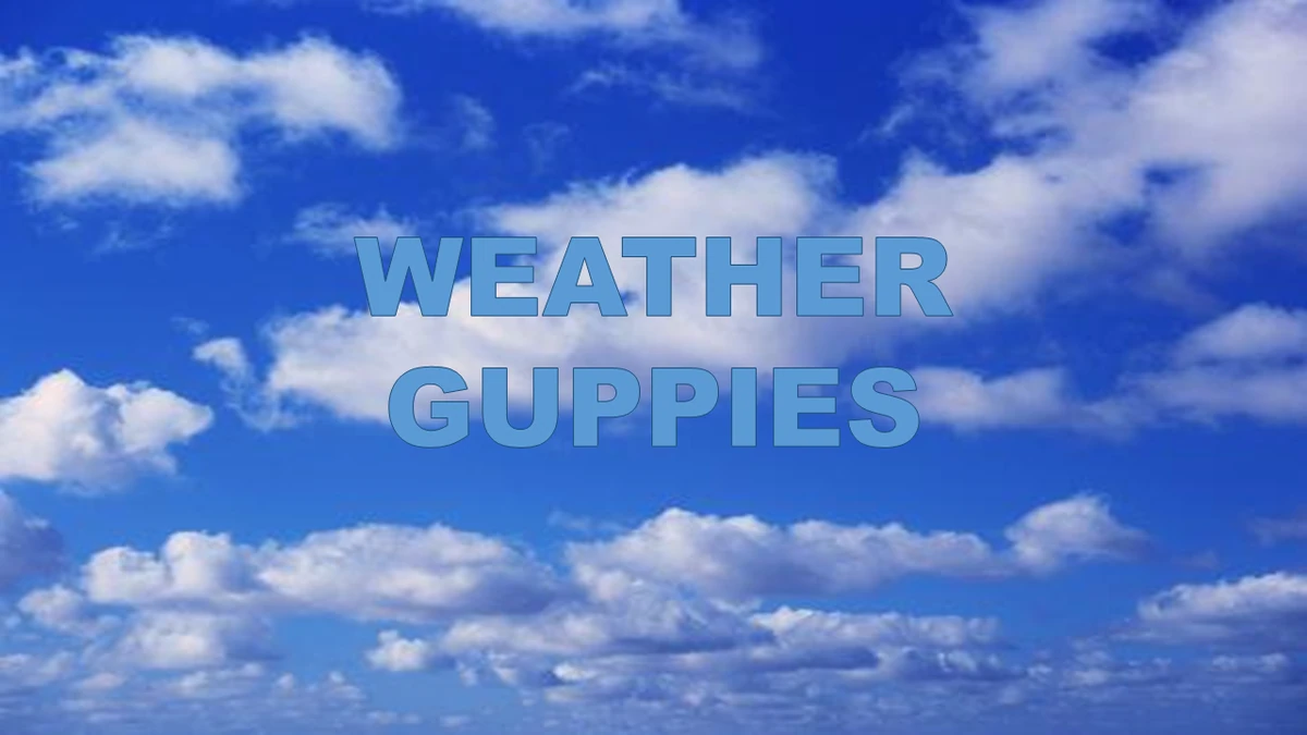 Weather Guppies | The Nick Jr. Extravaganza Wiki | Fandom