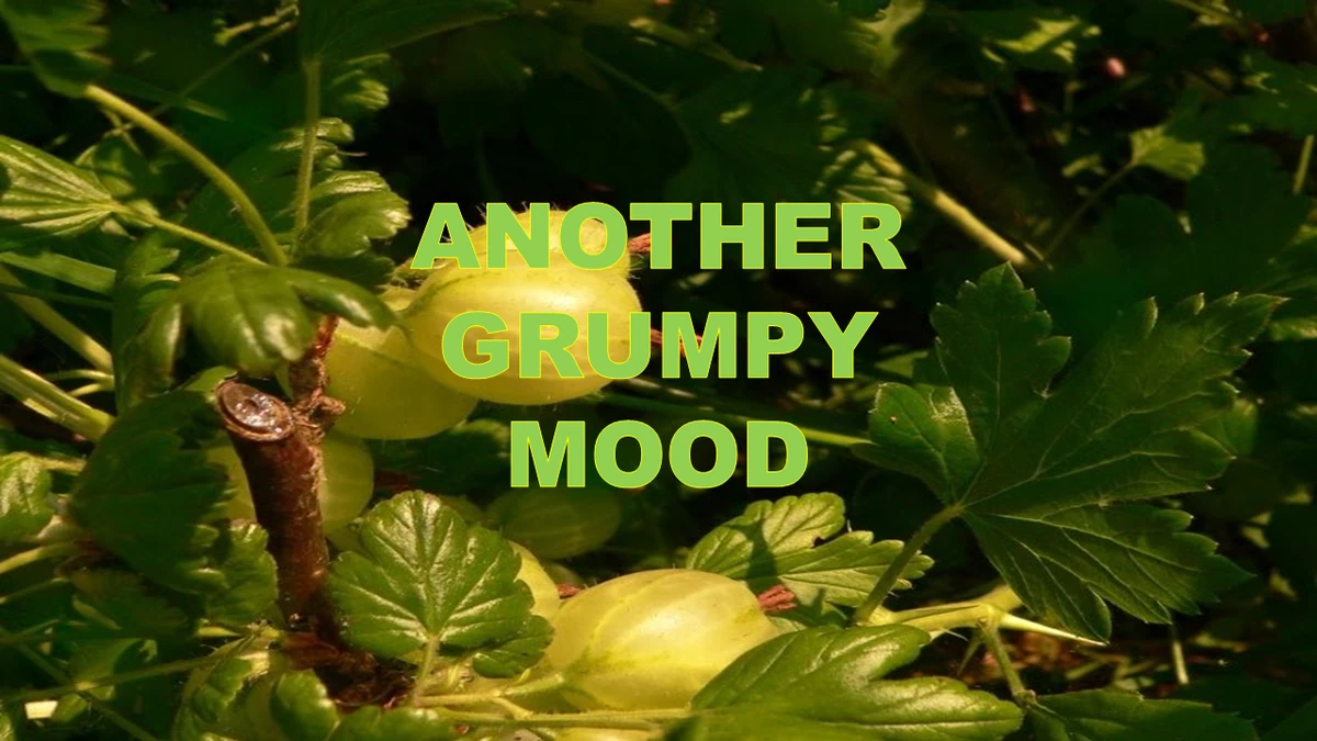 Another Grumpy Mood | The Nick Jr. Extravaganza Wiki | Fandom