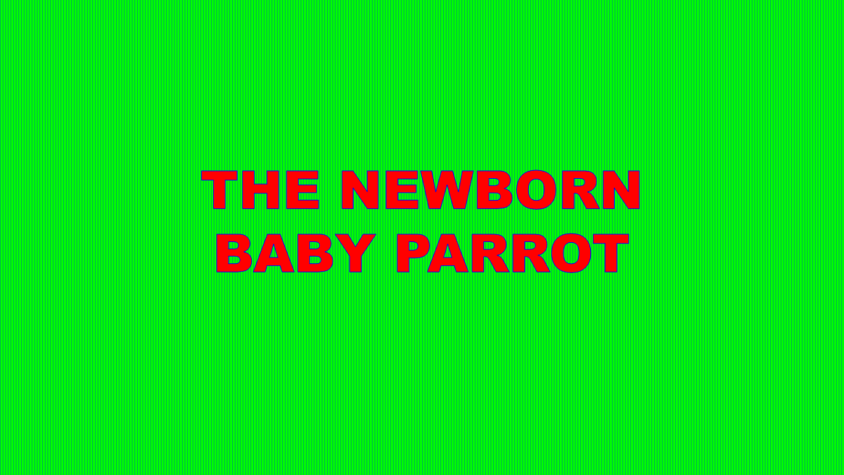 The Newborn Baby Parrot | The Nick Jr. Extravaganza Wiki | Fandom