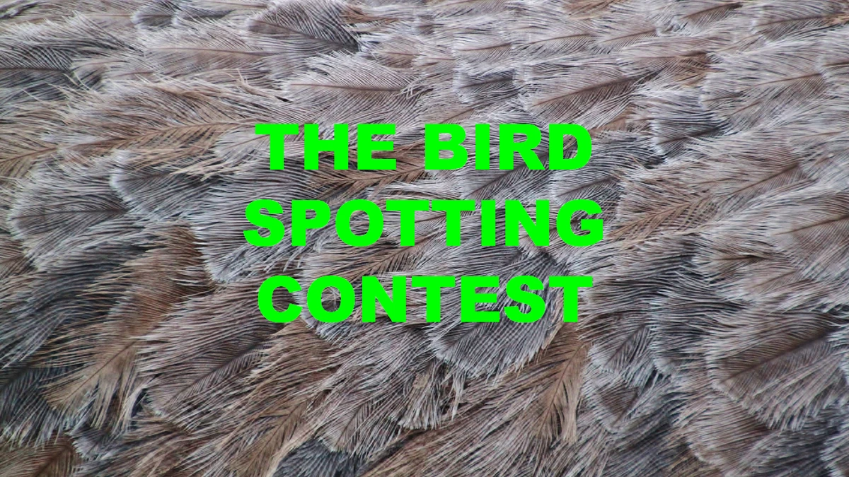 The Bird Spotting Contest | The Nick Jr. Extravaganza Wiki | Fandom