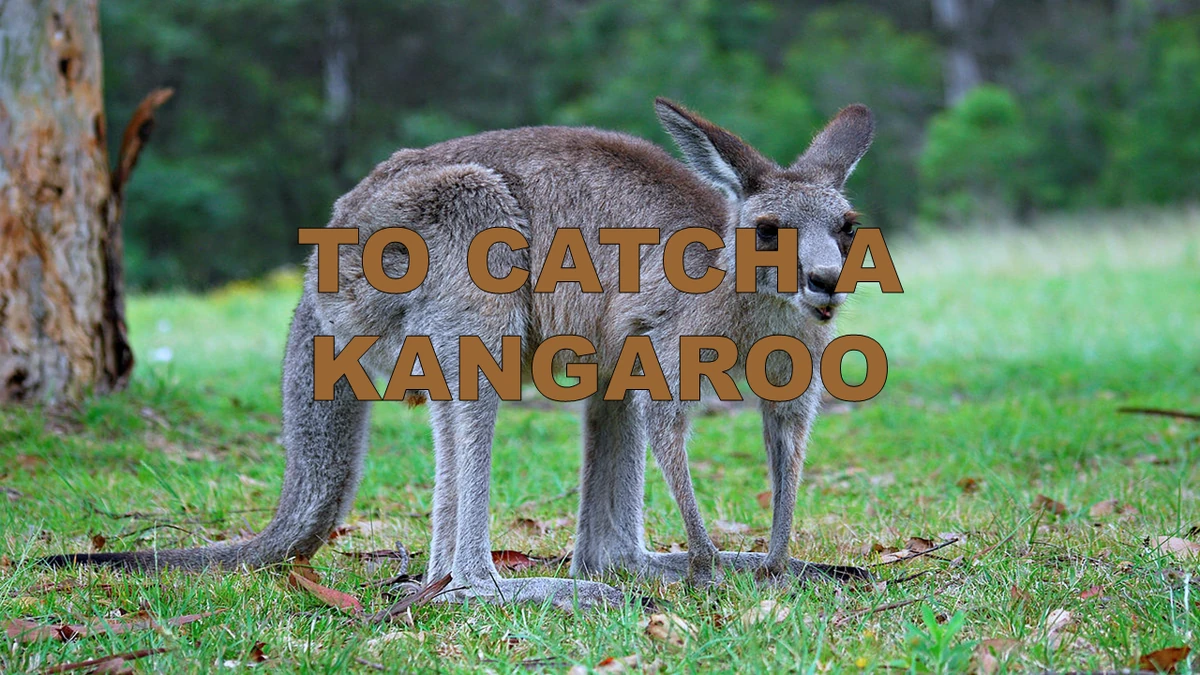 To Catch a Kangaroo | The Nick Jr. Extravaganza Wiki | Fandom