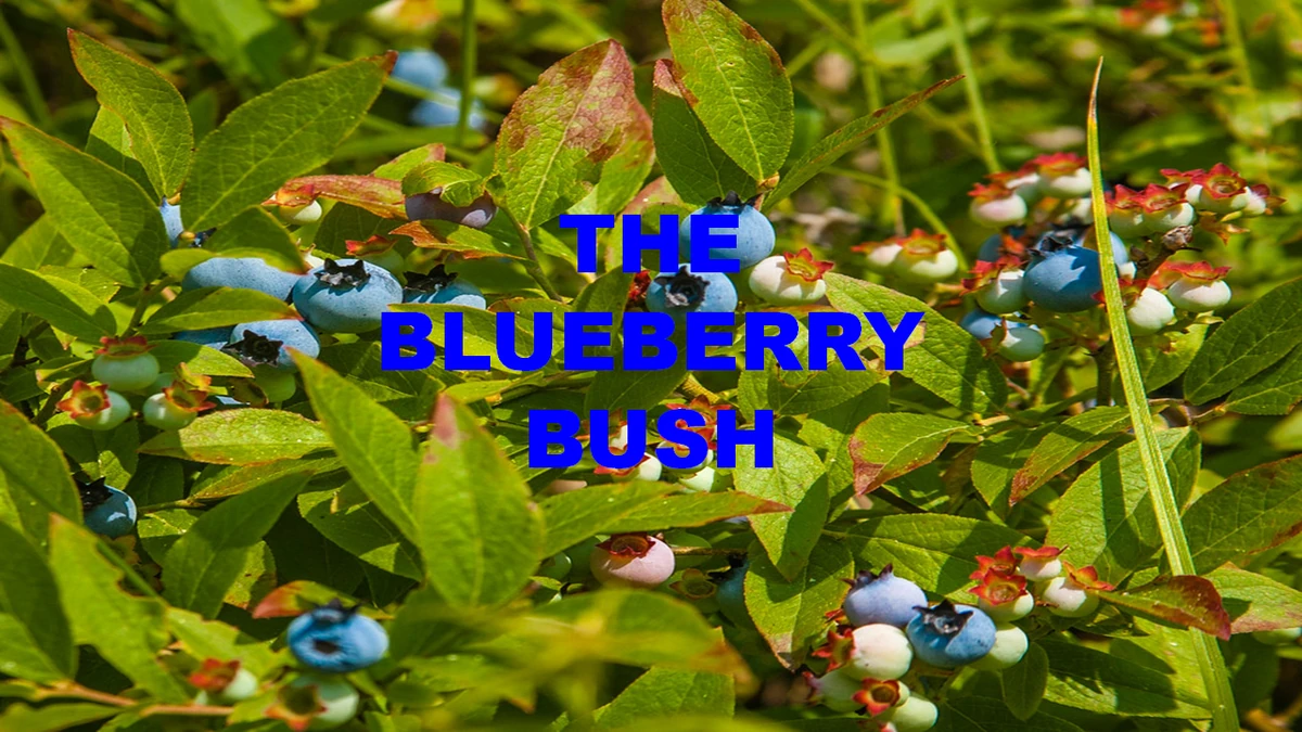 The Blueberry Bush | The Nick Jr. Extravaganza Wiki | Fandom