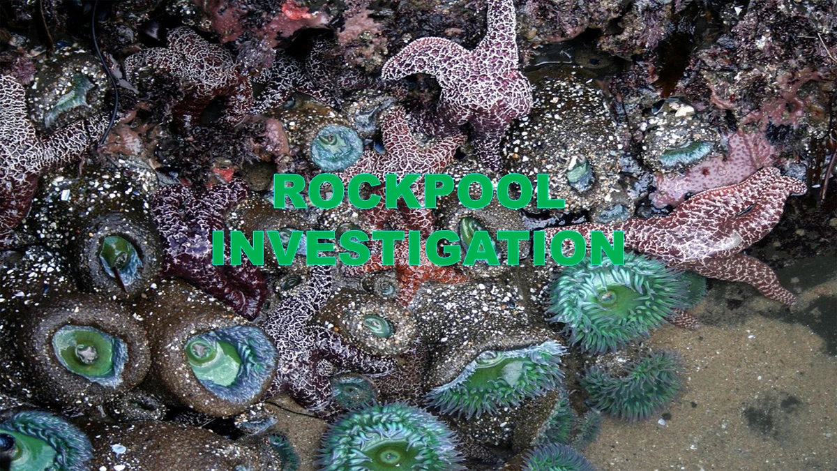 Rockpool Investigation | The Nick Jr. Extravaganza Wiki | Fandom
