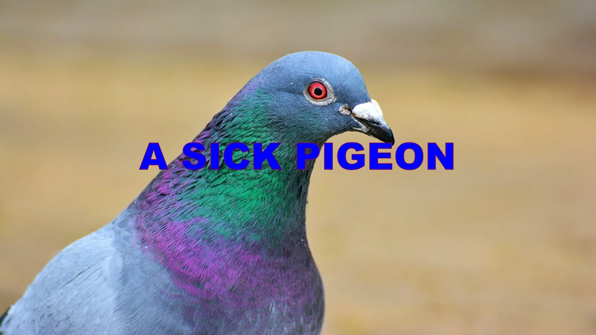A Sick Pigeon | The Nick Jr. Extravaganza Wiki | Fandom