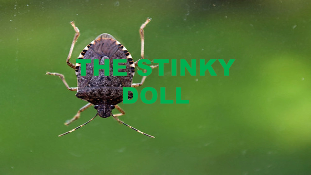 The Stinky Doll | The Nick Jr. Extravaganza Wiki | Fandom