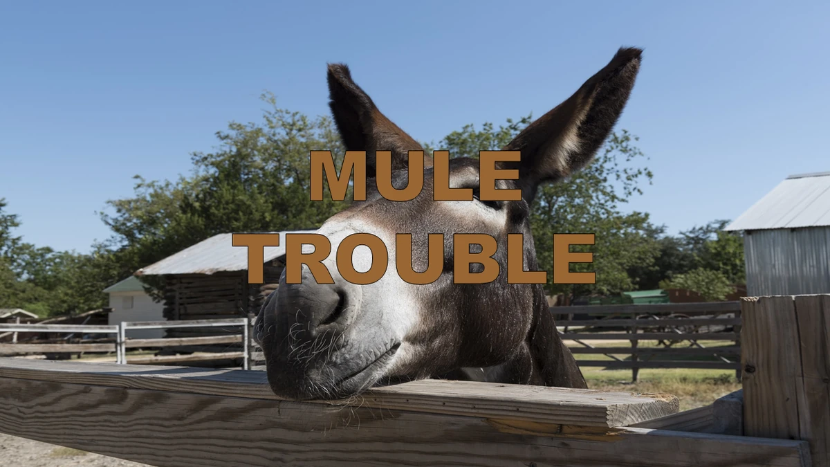 Mule Trouble | The Nick Jr. Extravaganza Wiki | Fandom