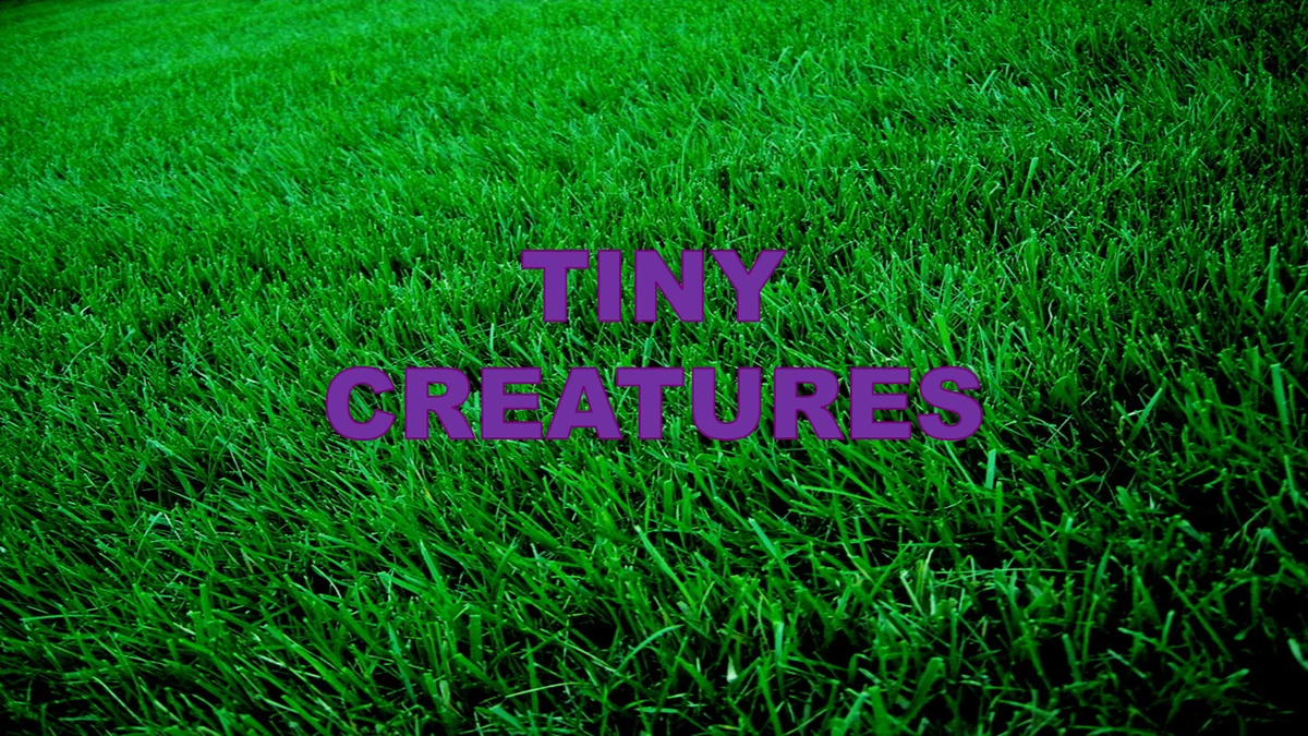Tiny Creatures | The Nick Jr. Extravaganza Wiki | Fandom