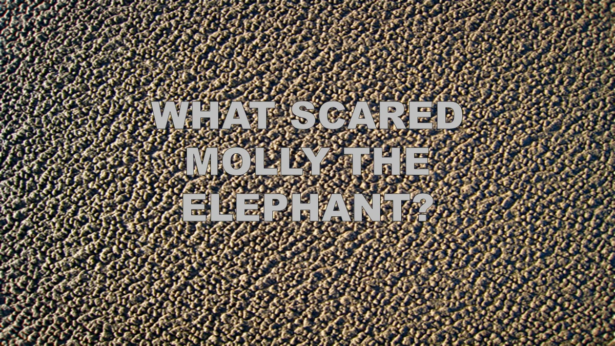 What Scared Molly The Elephant? | The Nick Jr. Extravaganza Wiki | Fandom