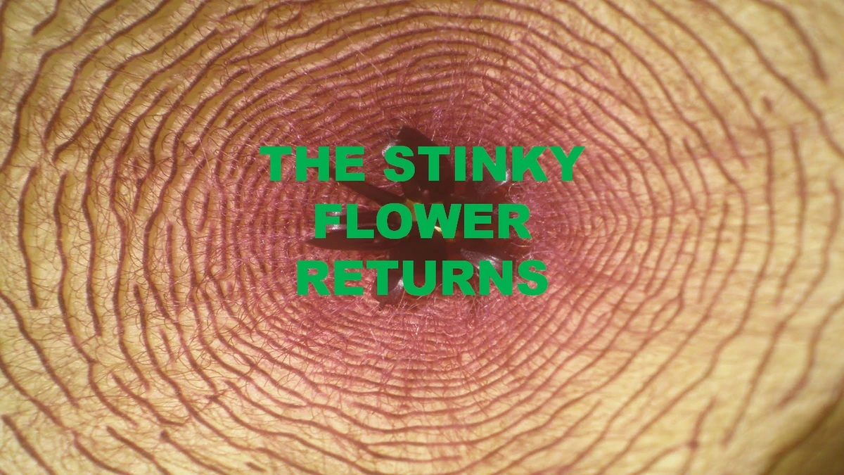 The Stinky Flower Returns | The Nick Jr. Extravaganza Wiki | Fandom