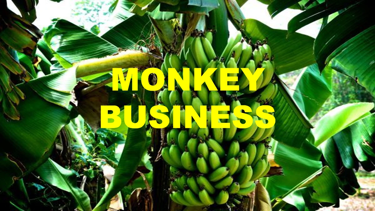 Monkey Business | The Nick Jr. Extravaganza Wiki | Fandom