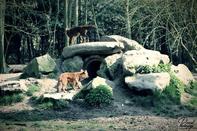 Natural history of dhole in Central China | The Zoology Wiki | Fandom