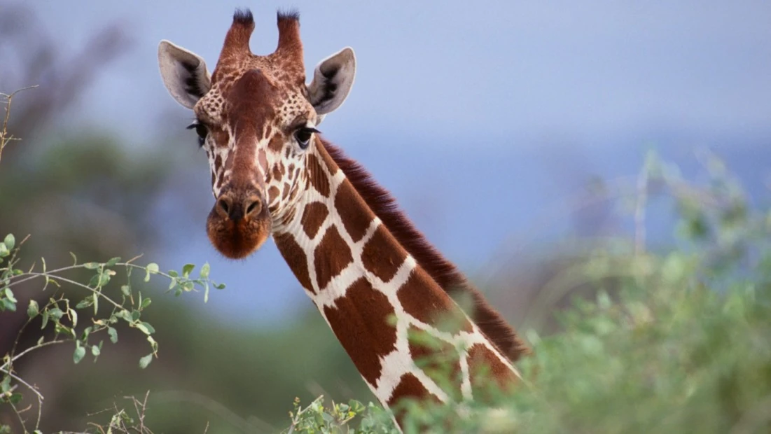 Giraffe Facts | The Zoology Wiki | Fandom