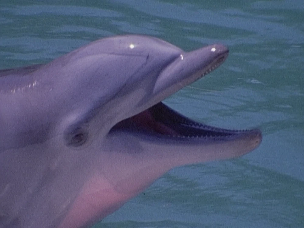 Live-action dolphins | THE ADVENTURES OF GARY THE SNAIL Wiki | Fandom