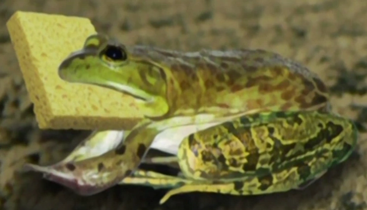 Bullfrog | THE ADVENTURES OF GARY THE SNAIL Wiki | Fandom