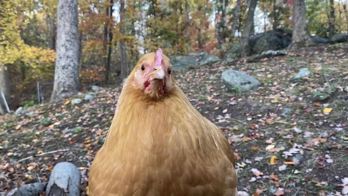 The Chickens | The Allen Show Wiki | Fandom