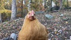 The Allen Show | Season Seven | The Allen Show Wiki | Fandom