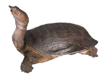 Evil Turtle | The Amazing World of Gumball FanFic Wiki | Fandom