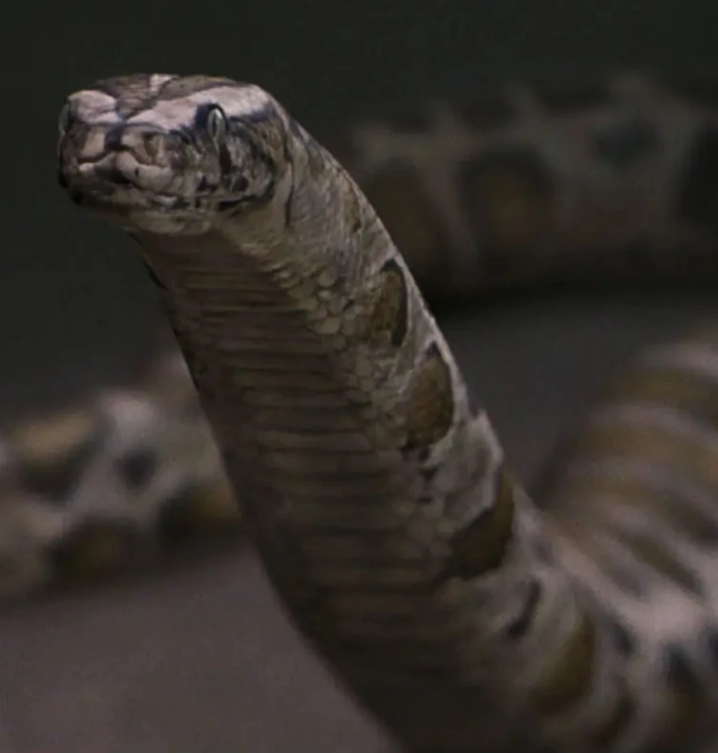 Known Boa Constrictor | The 5D-Combined-Shared Crossovers for An The ...