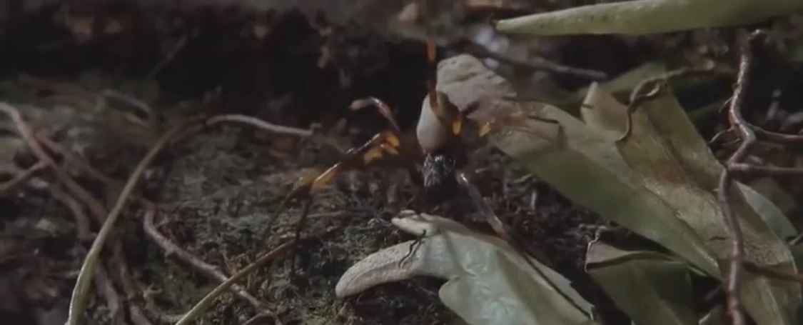 Stone Spider | The Anaconda Series Wiki | Fandom