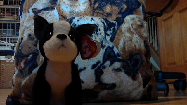 Tux | The Animals Wiki | Fandom