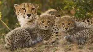 The AnimalWorld Wiki | Fandom