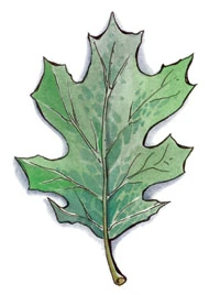 Ehlonna (Deity) | TheAthasChronicle Wiki | Fandom