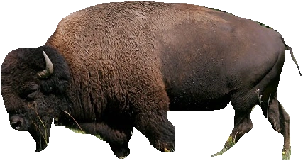 Bizon | TheBalwanek18 Wiki | Fandom